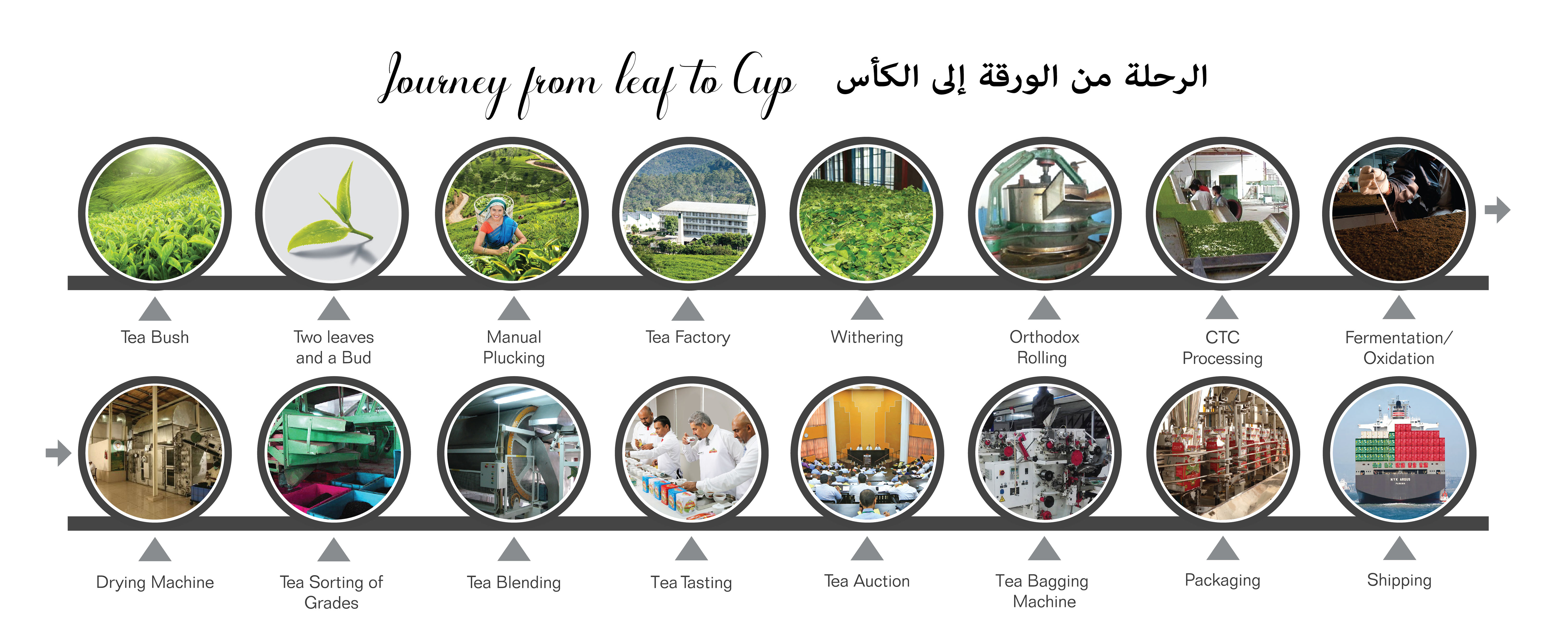 Ceylon Tea - Anverally