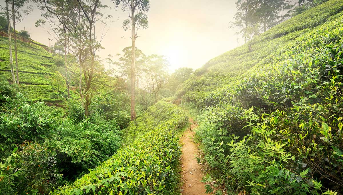 Tea Exports Sri Lanka | About Anverally | Superior Ceylon Tea
