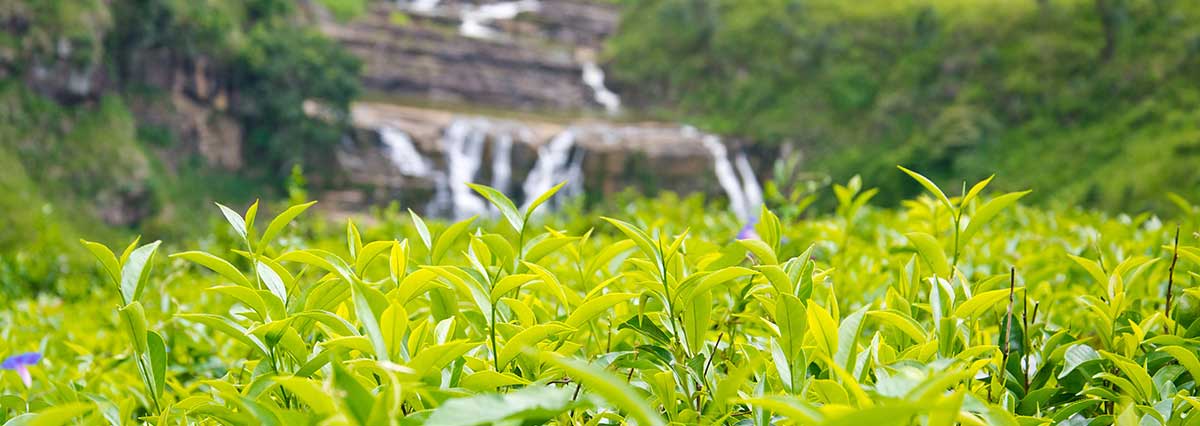 Ceylon Tea Sri Lanka | Anverally & Sons | Best Black Tea